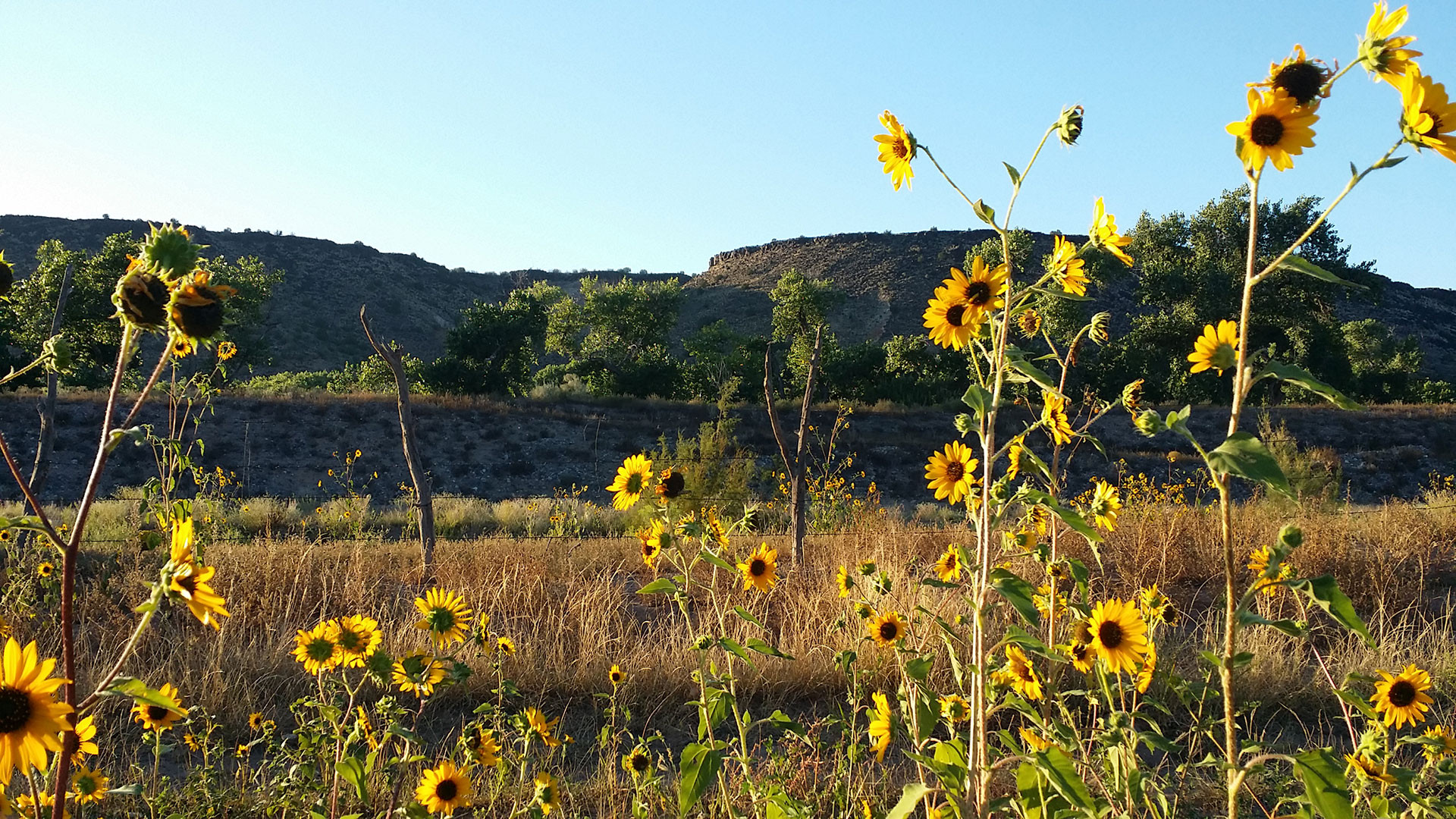 Home | San Felipe Pueblo